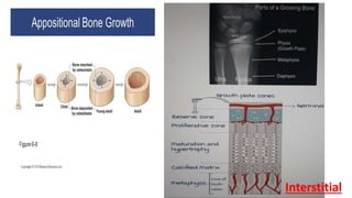 Anatomy of bone, General orthopedics and fracture healing | PPTX