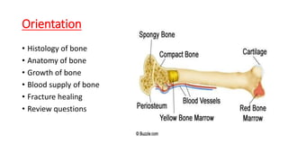 Anatomy of bone, General orthopedics and fracture healing | PPTX