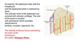 Anatomy of bone, General orthopedics and fracture healing | PPTX