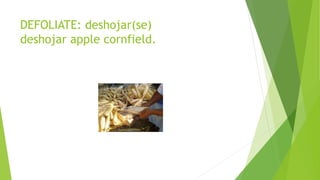 vocabulario agronomico, ortiz barrios | PPTX