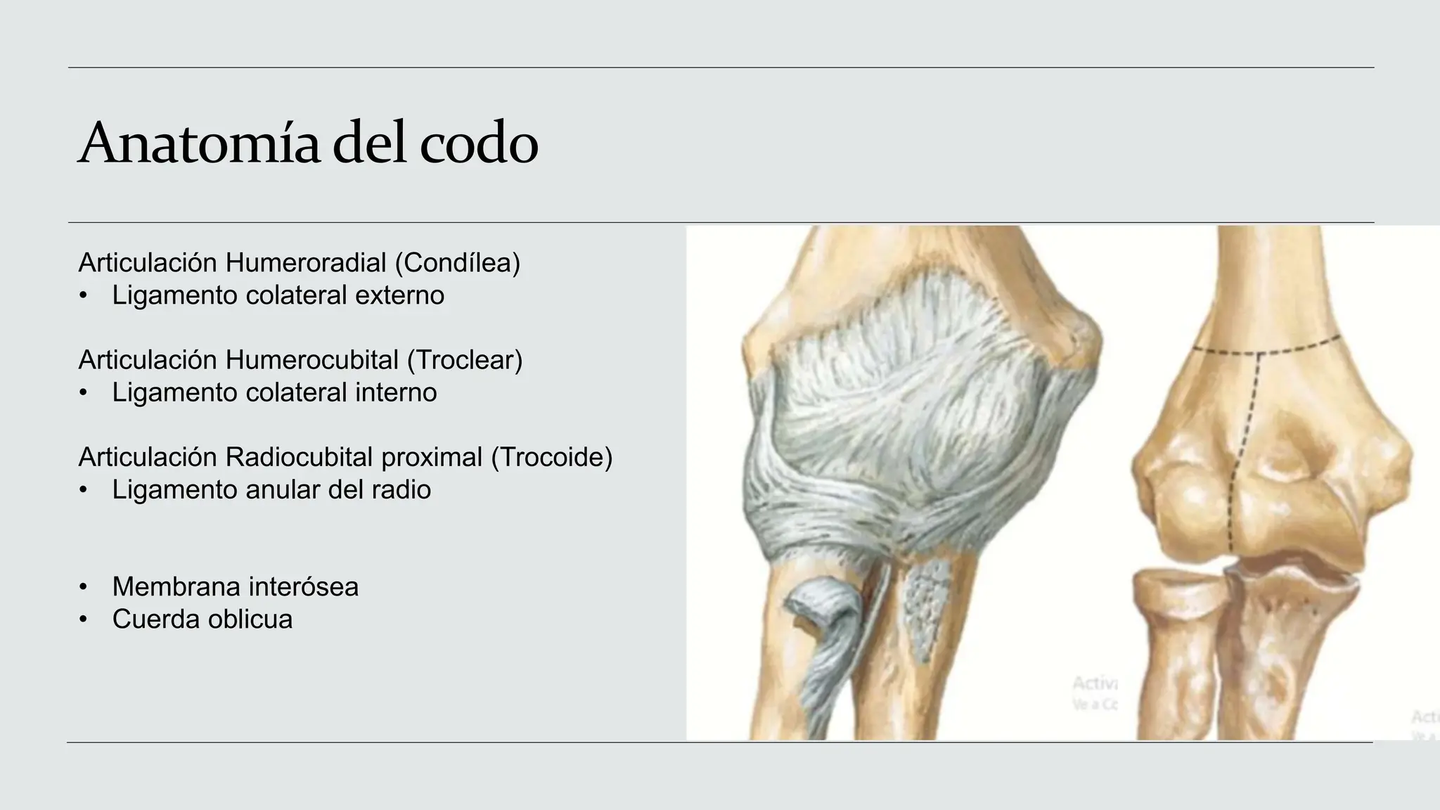 Exploración física de hombro y codo ppt | PPTX