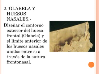 Ortodoncia | PPT