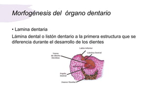 ORTODONCIA.pptx