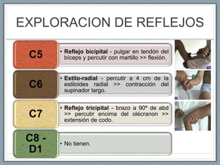 Exploración Neurologica - Ortopedia y Traumatologia | PPTX