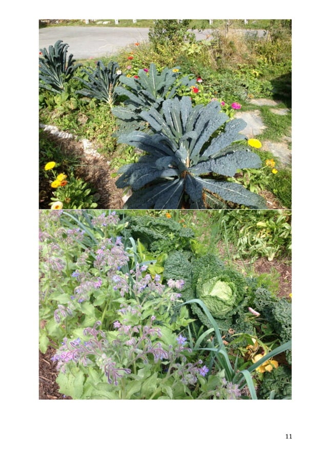 Orto sinergico il progetto | PDF