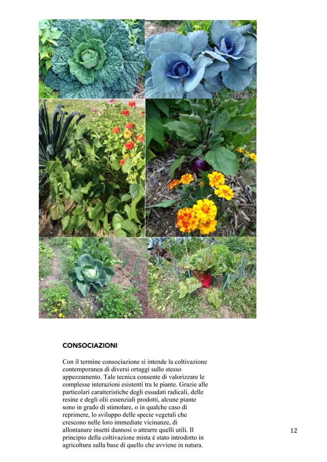 Orto sinergico il progetto | PDF