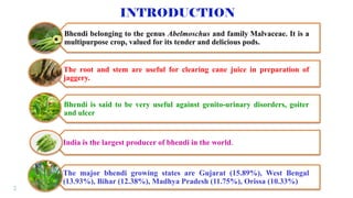 ORW BHENDI outline of research work powerpoint | PPTX