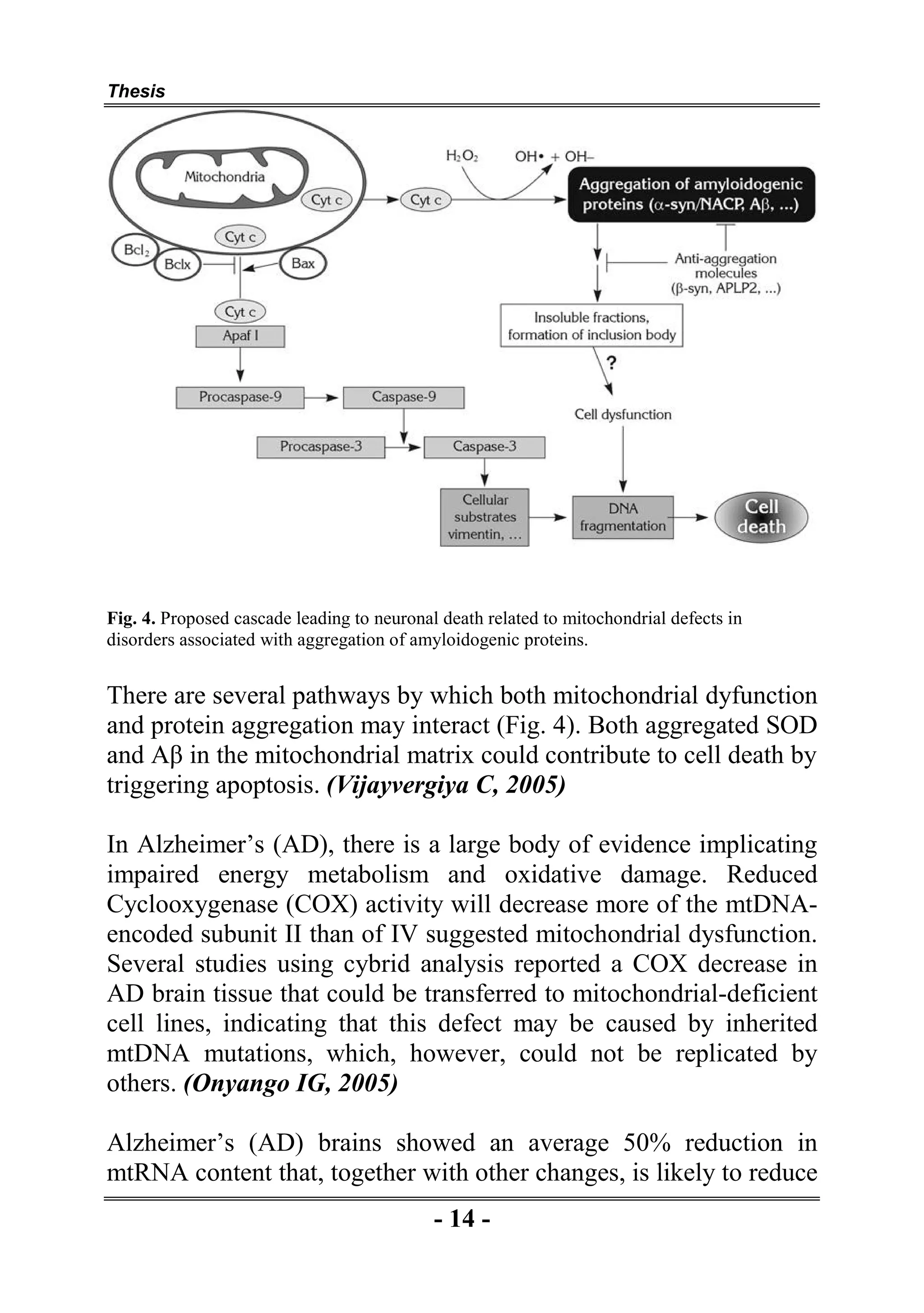 Thesis section: Role of Oxidative Stress in the pathogenesis of ...