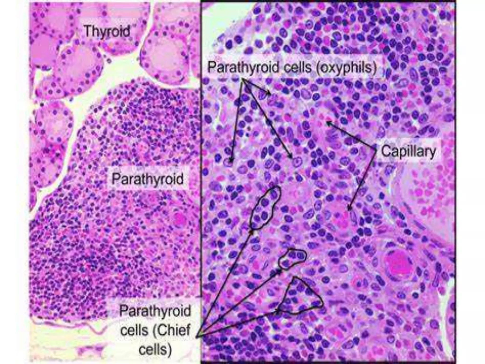 PARATHYROID GLANDS | PPT