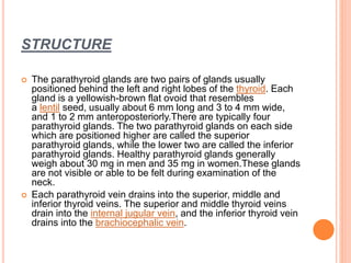 PARATHYROID GLANDS | PPT