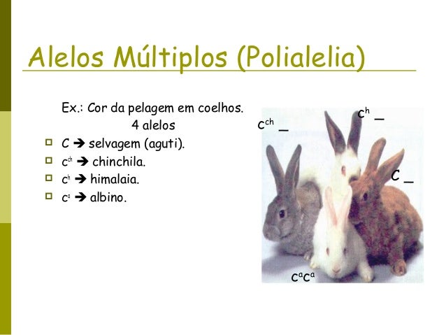 Os alelos múltiplos