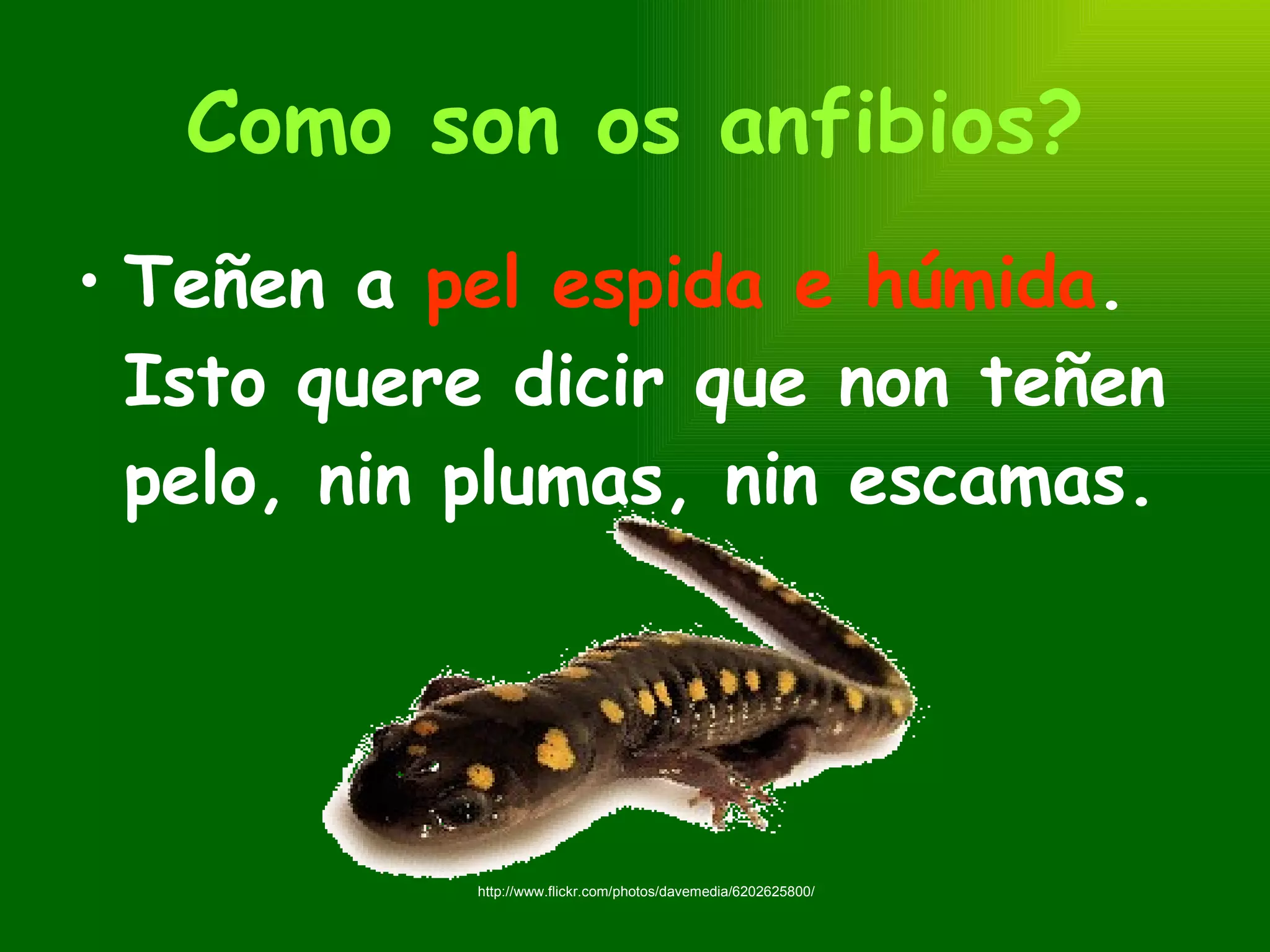 Os anfibios | PPT