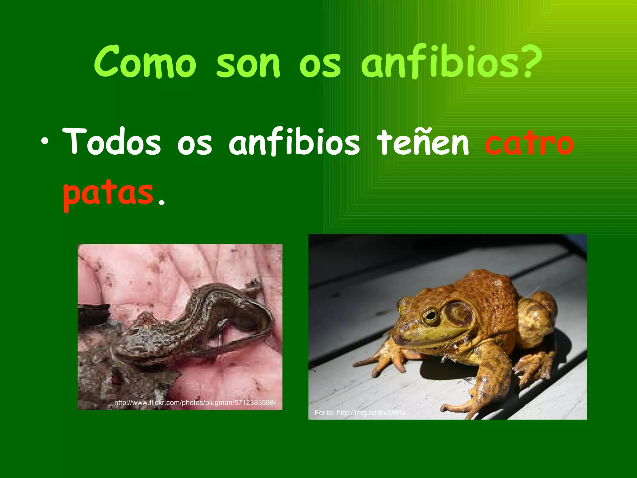 Os anfibios | PPT