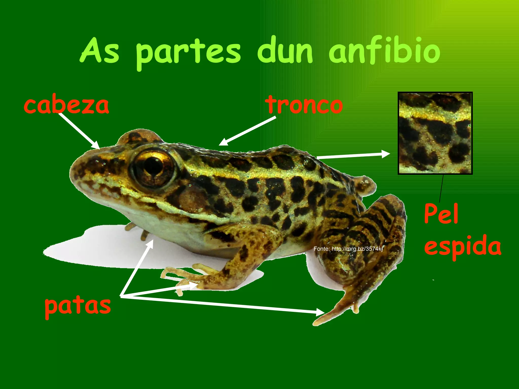Os anfibios | PPT