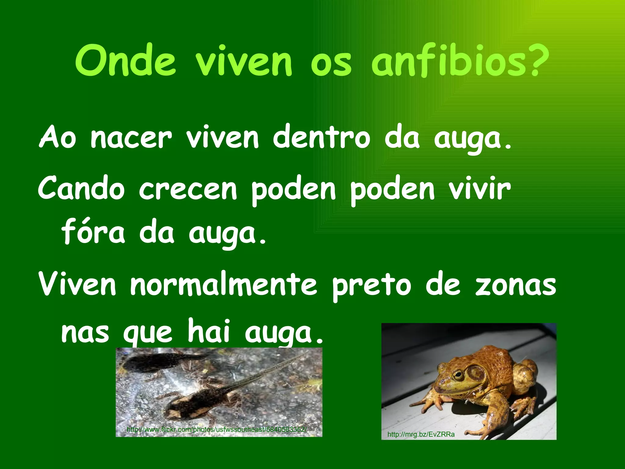 Os anfibios | PPT