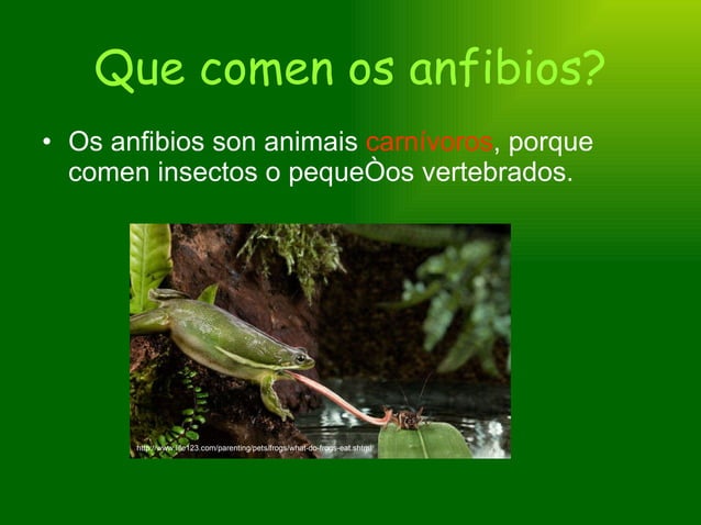 Os anfibios | PPT