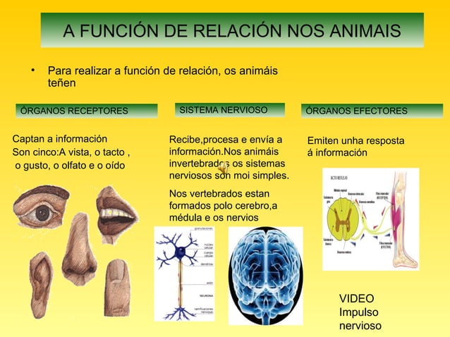 Os animais | PPT