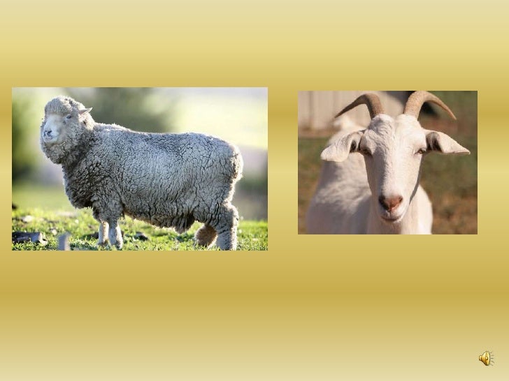 Os Animais Da Quinta