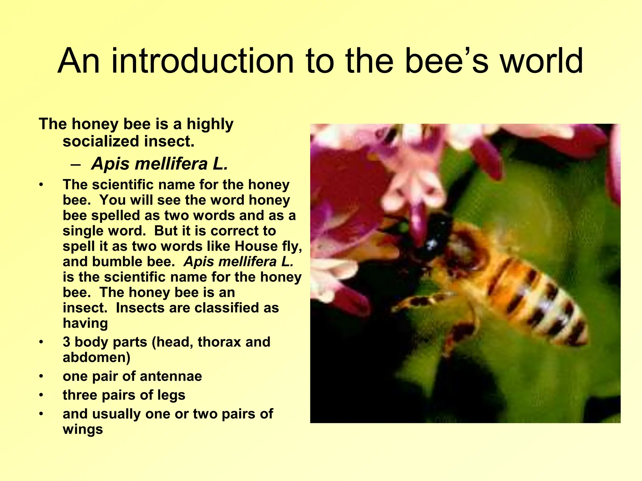 OSBA_Beekeeping_slide_set_3_Intro_Bees_World.ppt