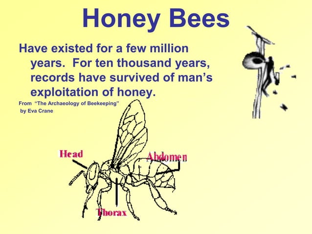 OSBA_Beekeeping_slide_set_3_Intro_Bees_World.ppt