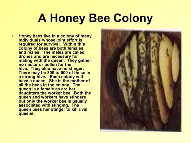 OSBA_Beekeeping_slide_set_3_Intro_Bees_World.ppt