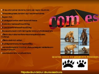 Os Bru | PPT