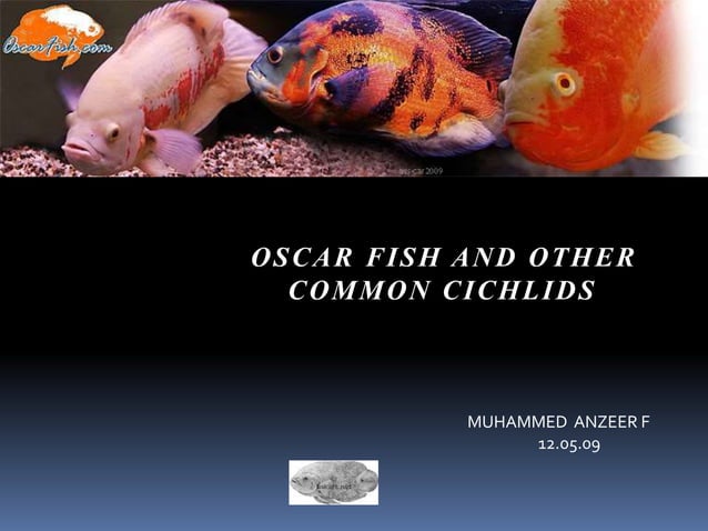 Oscar Fish and Other Common Cichlids | PPTX | Zoos & Aquariums | Attractions