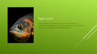 Oscar species and variations | ODP