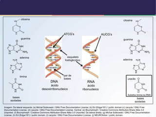 Os ácidos nucléicos (DNA) composição, estrutura molecular (1).ppt