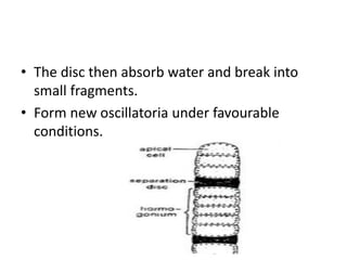 Oscillatoria Labeled