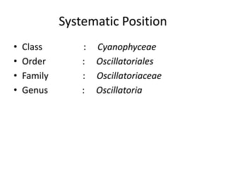 Oscillatoria Cell Structure