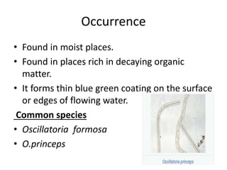 Oscillatoria Diagram