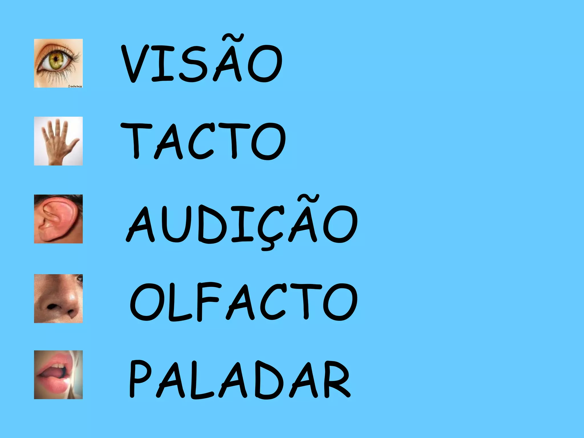 Os cinco sentidos_Paula_Zambujo | PPT