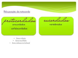 Os Cordados - Características e Classificação Gerais | PDF