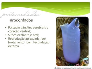 Os Cordados - Características e Classificação Gerais | PPT
