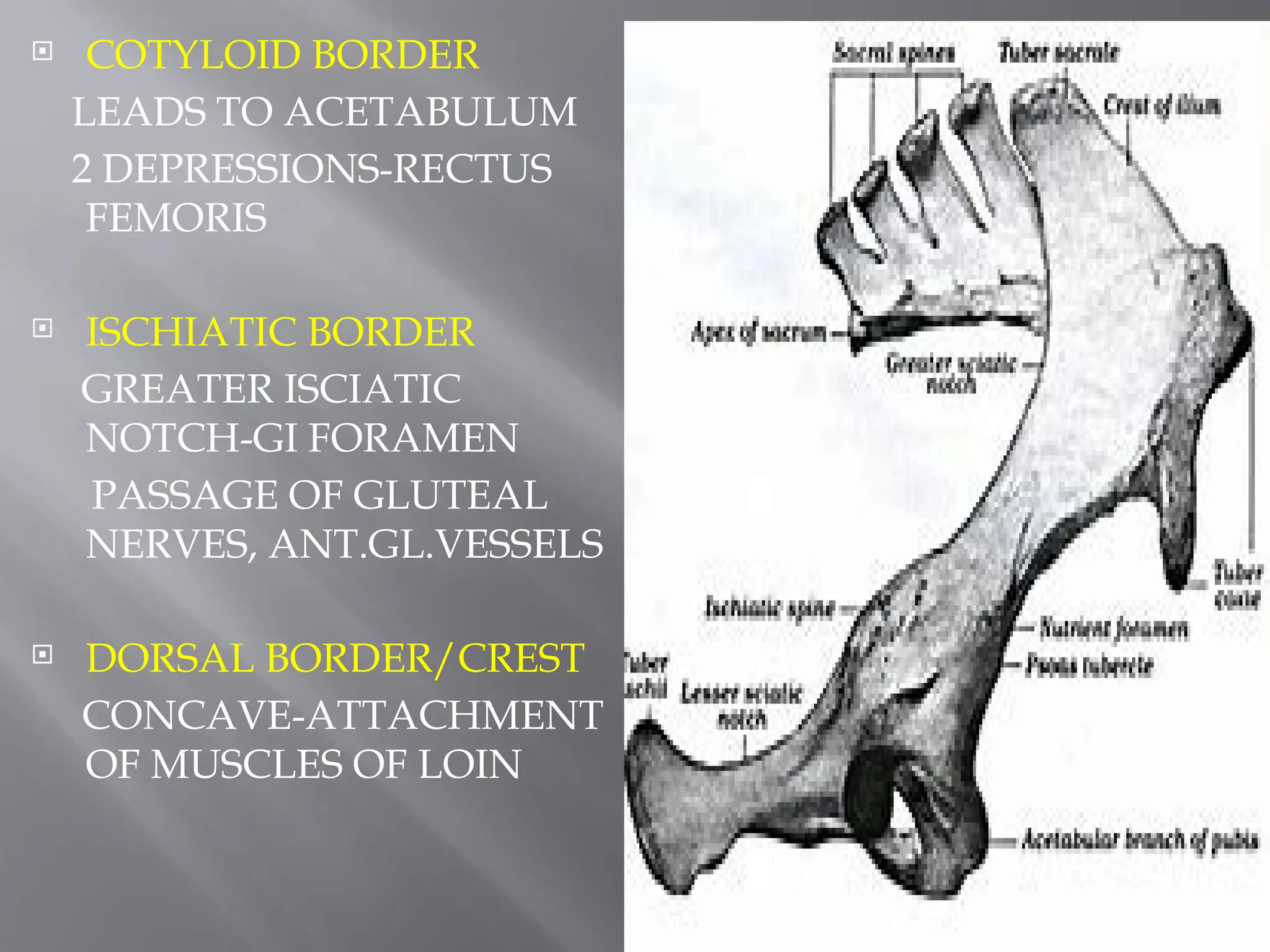 the gross anatomy of the oscoxae of domestic animals | PPTX