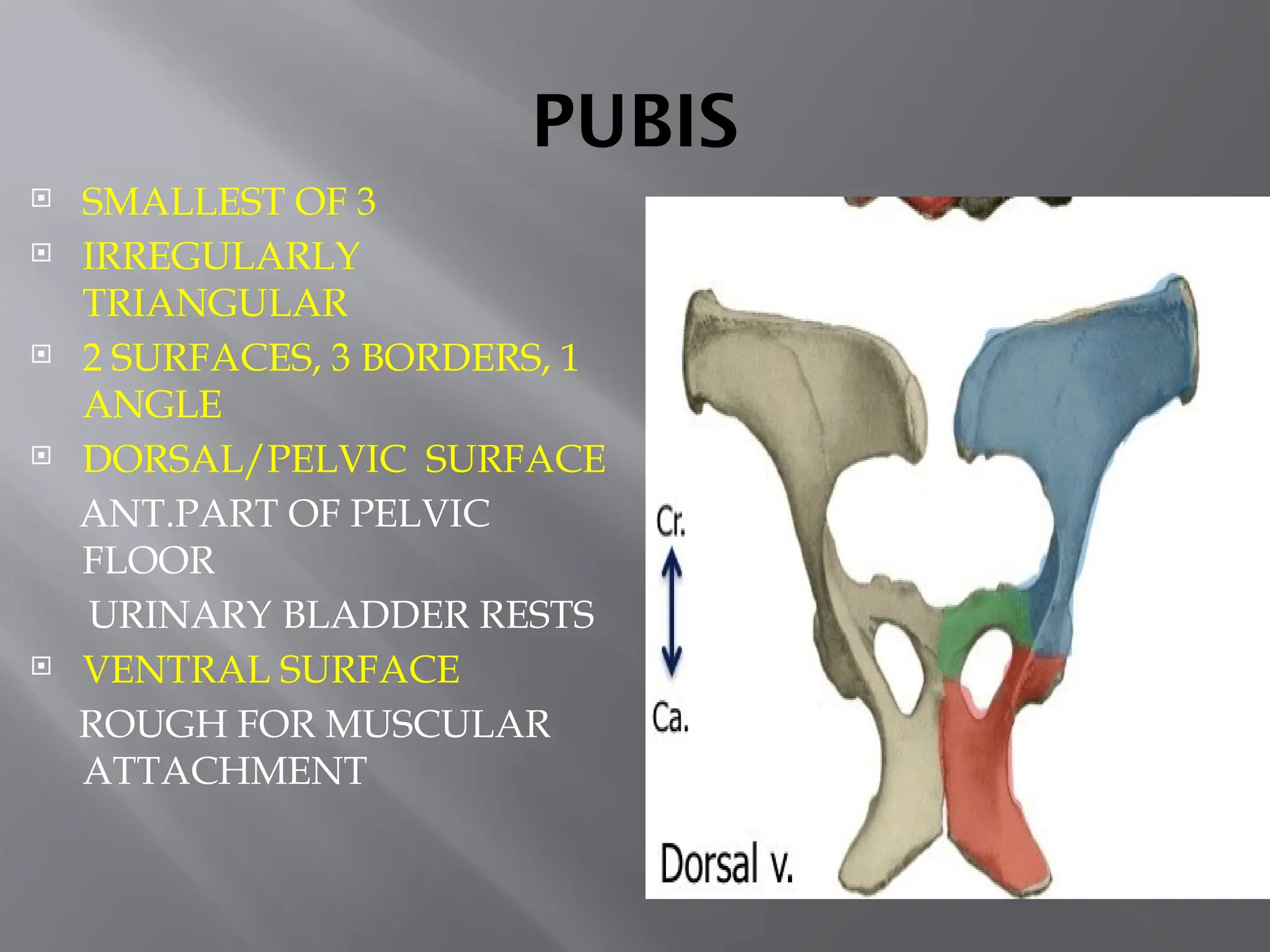 the gross anatomy of the oscoxae of domestic animals | PPTX