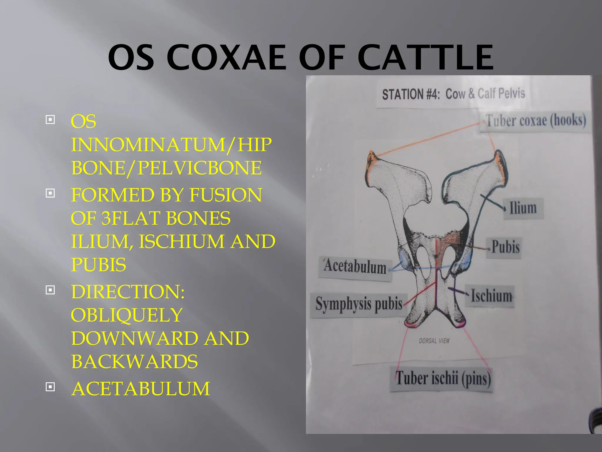 the gross anatomy of the oscoxae of domestic animals | PPTX