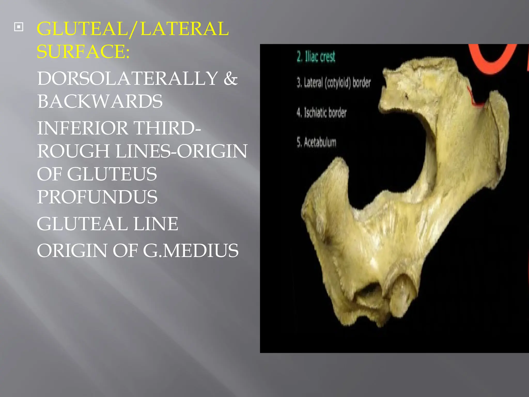 the gross anatomy of the oscoxae of domestic animals | PPTX