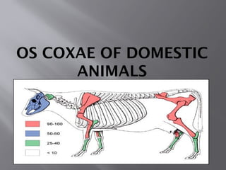 the gross anatomy of the oscoxae of domestic animals | PPTX