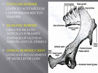 the gross anatomy of the oscoxae of domestic animals | PPTX