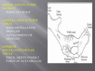 the gross anatomy of the oscoxae of domestic animals | PPTX