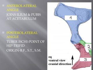 the gross anatomy of the oscoxae of domestic animals | PPTX