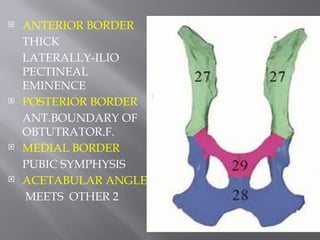 the gross anatomy of the oscoxae of domestic animals | PPTX