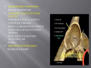 the gross anatomy of the oscoxae of domestic animals | PPTX