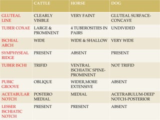 the gross anatomy of the oscoxae of domestic animals | PPTX
