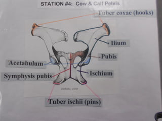 the gross anatomy of the oscoxae of domestic animals | PPTX