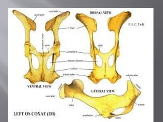 the gross anatomy of the oscoxae of domestic animals | PPTX