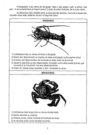 Os crustáceos | PDF