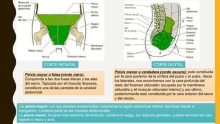 Osteologia de miembro inferior y articulación coxofemoral | PPTX